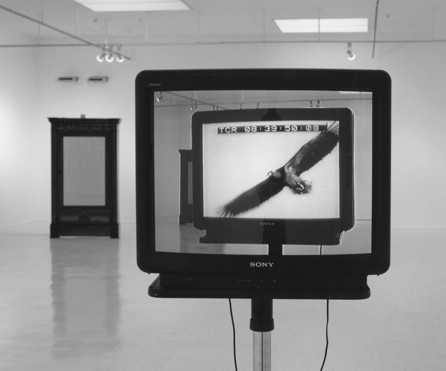 Mat Collishaw - Camden Art Centre